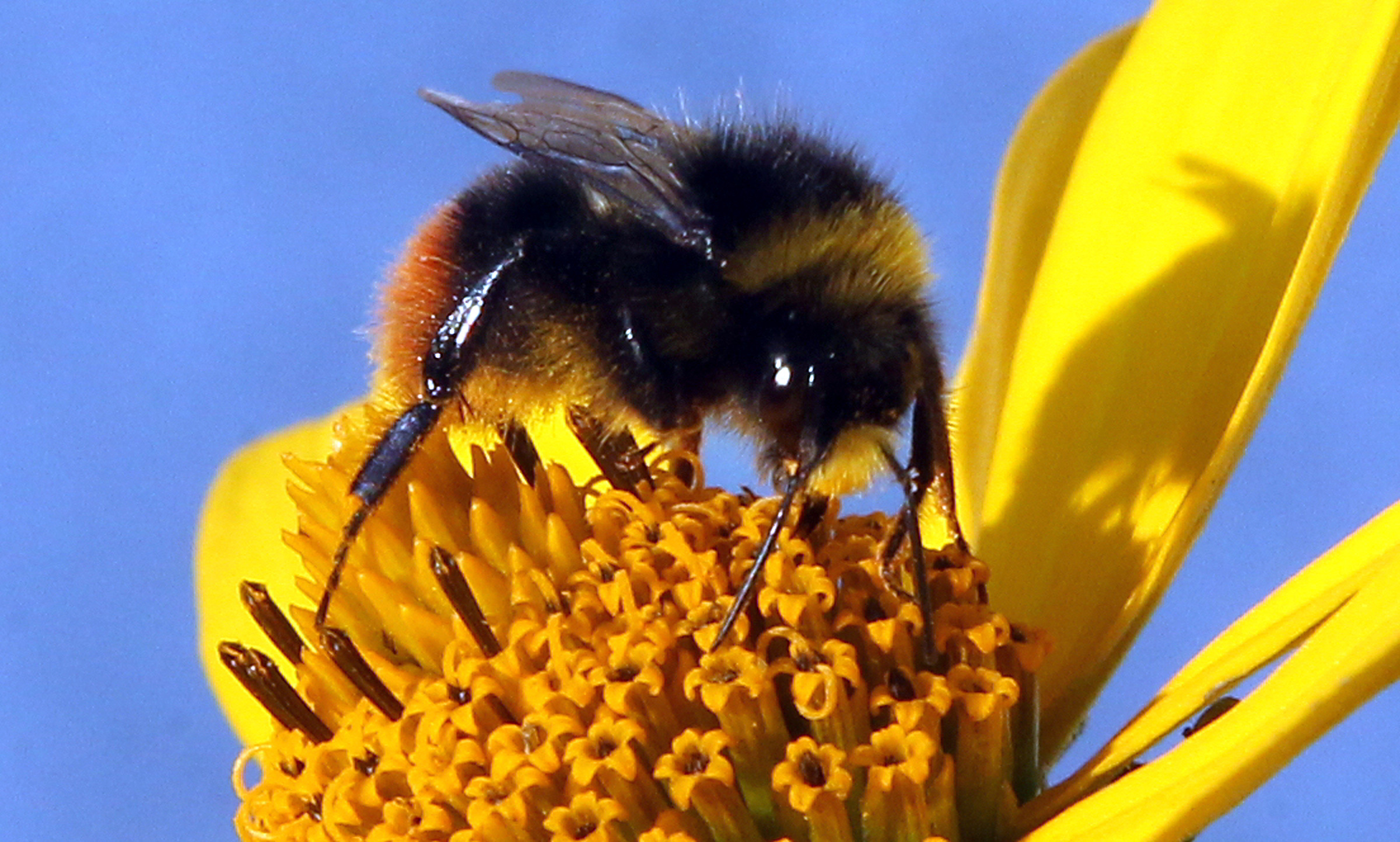 How Japanese honeybees switch to 'hot defensive bee ball' mode when ...