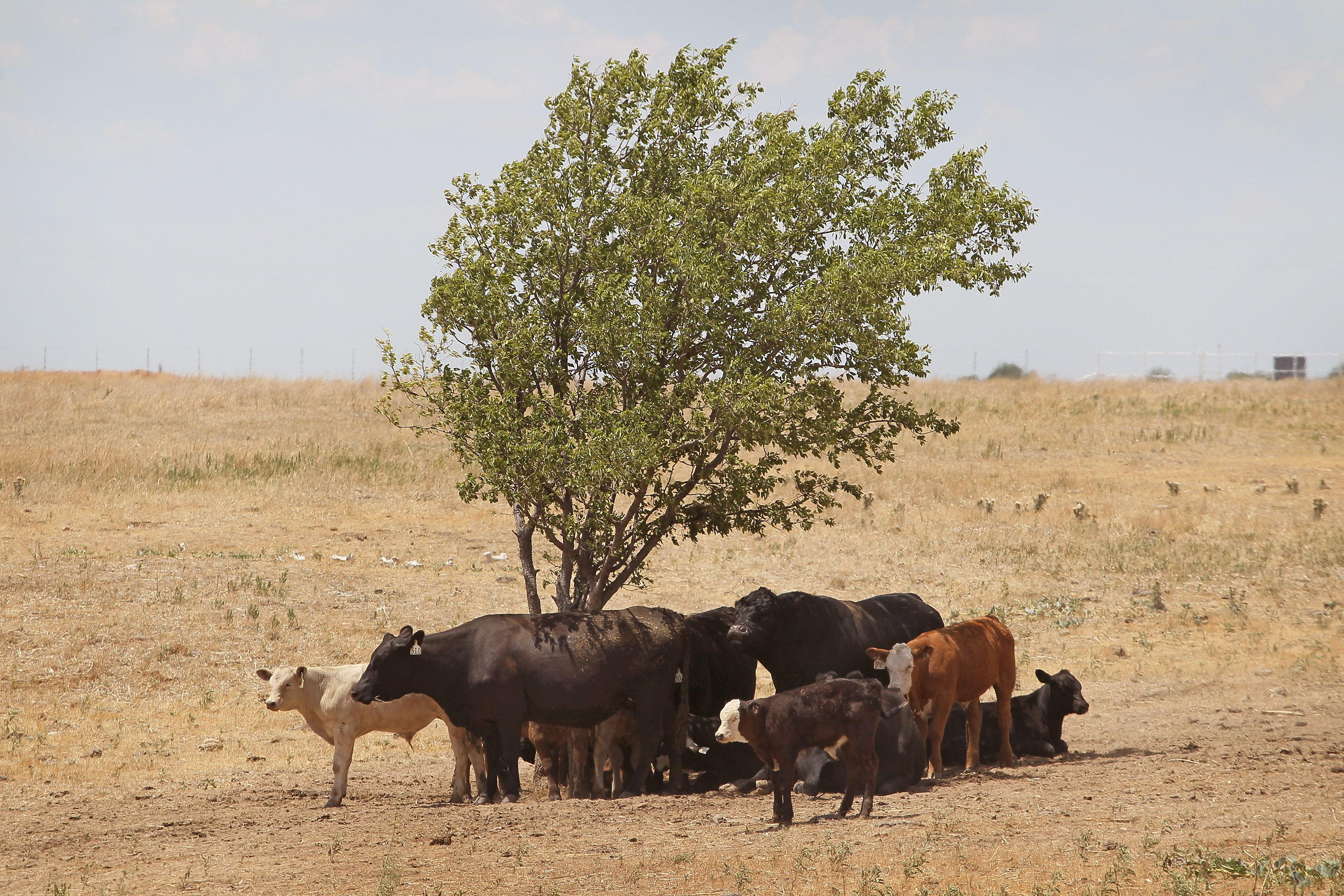 Texas loses 300 million trees last year due to drought, say experts ...