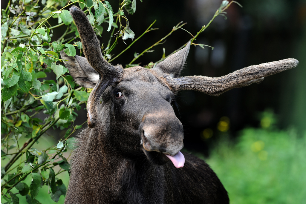 Minnesota moose decline linked to climate change - The World from PRX