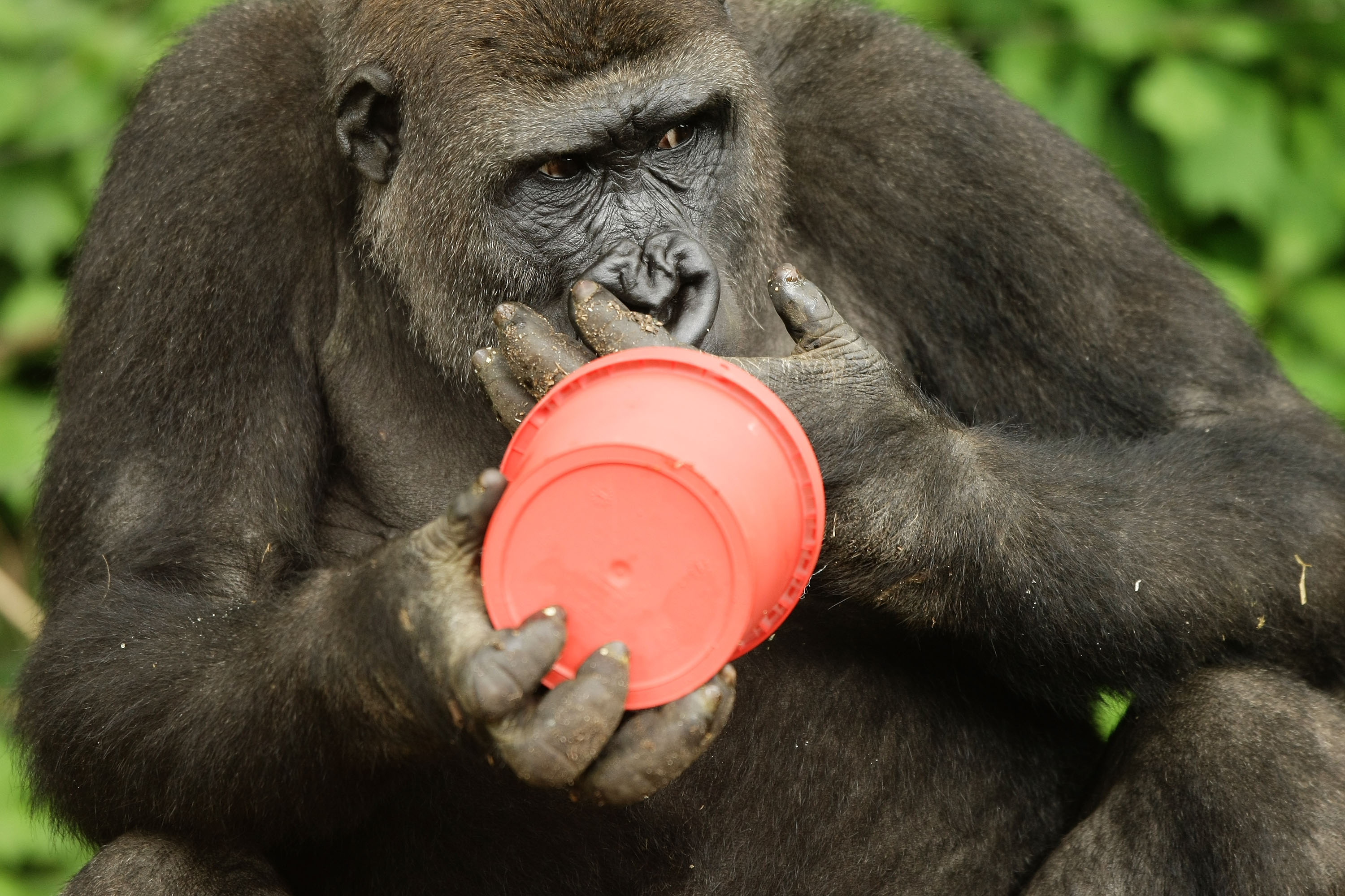 Gorilla DNA closer to humans than thought say researchers - The World ...