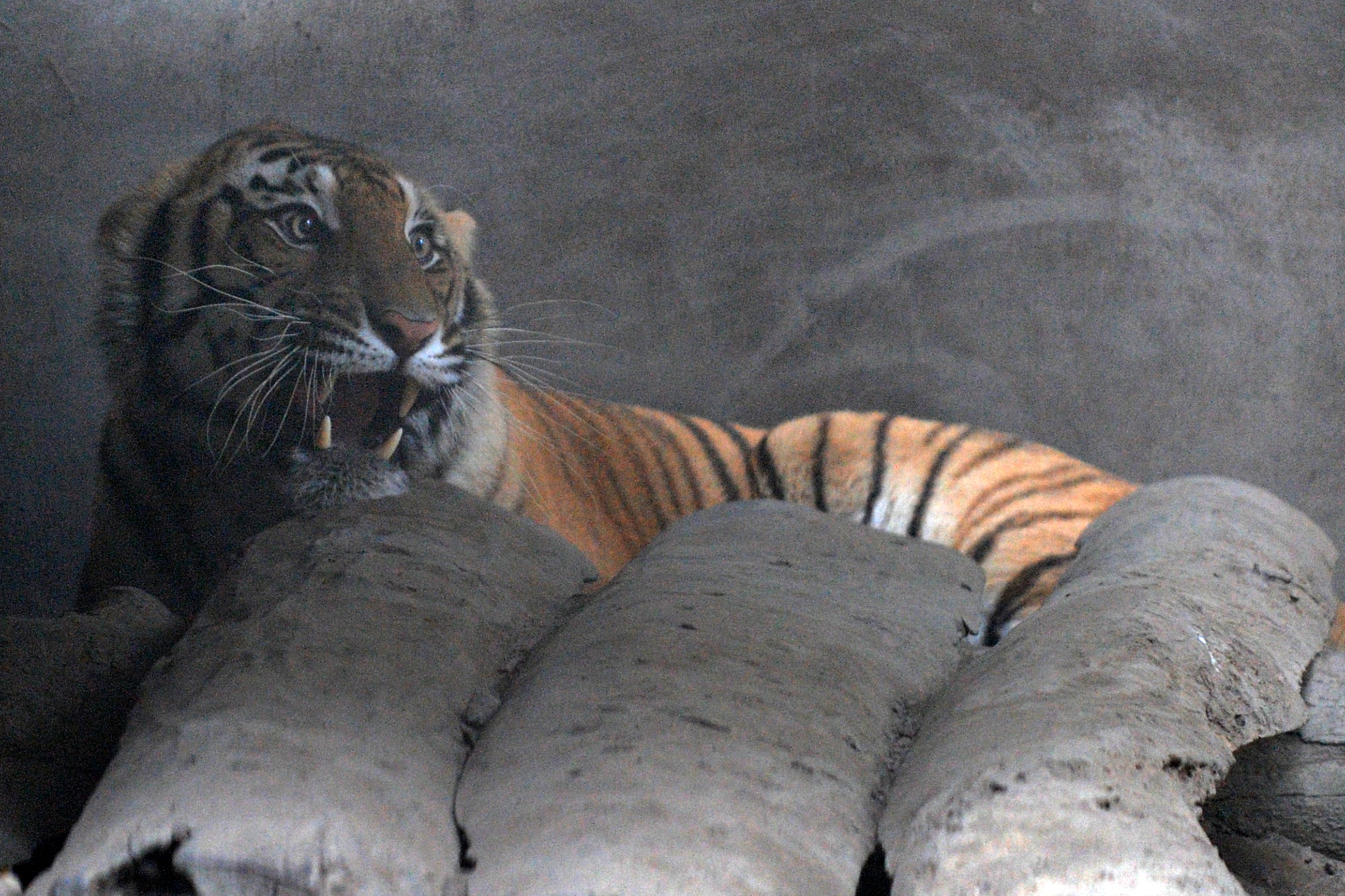 Trapped up trees by tigers, Sumatran men rescued after five fearful ...