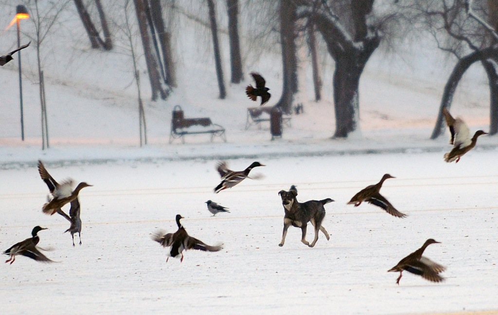PHOTOS: Europe's deadly cold snap - The World from PRX