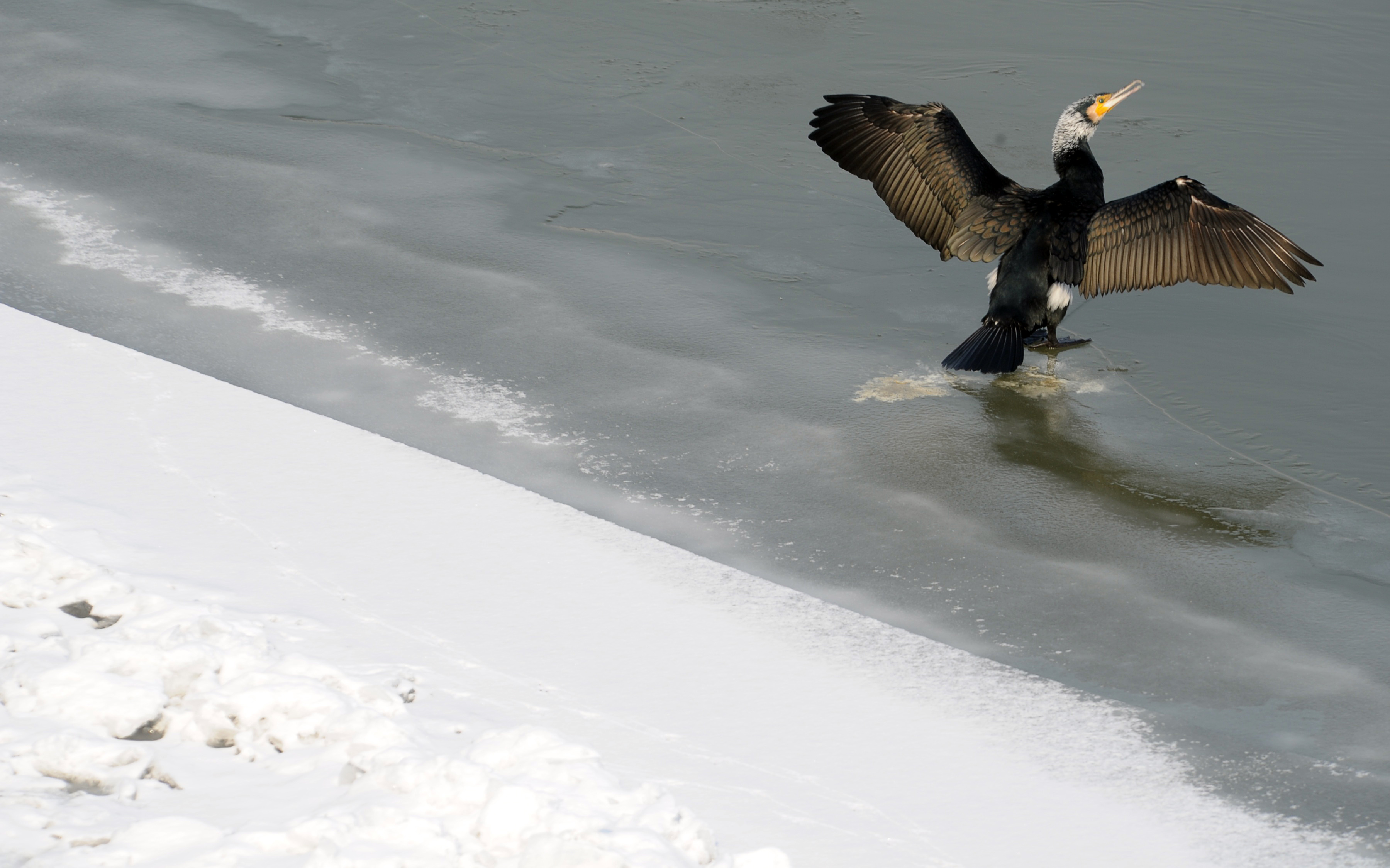 Cormorants: Underwater dive video shows the bird's power - The World ...