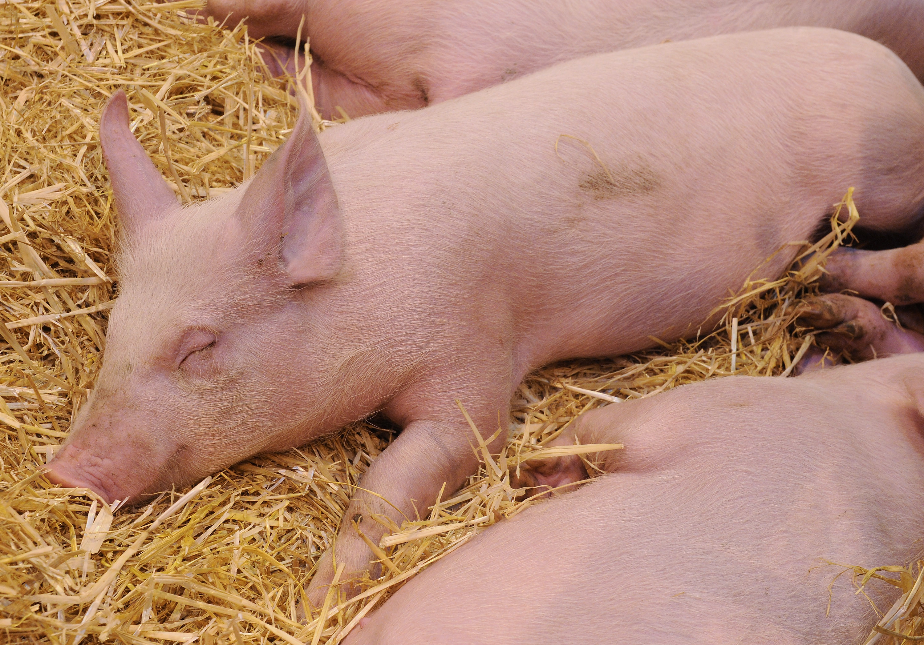 Grocery store pork found to be hugely contaminated with bacteria - The ...