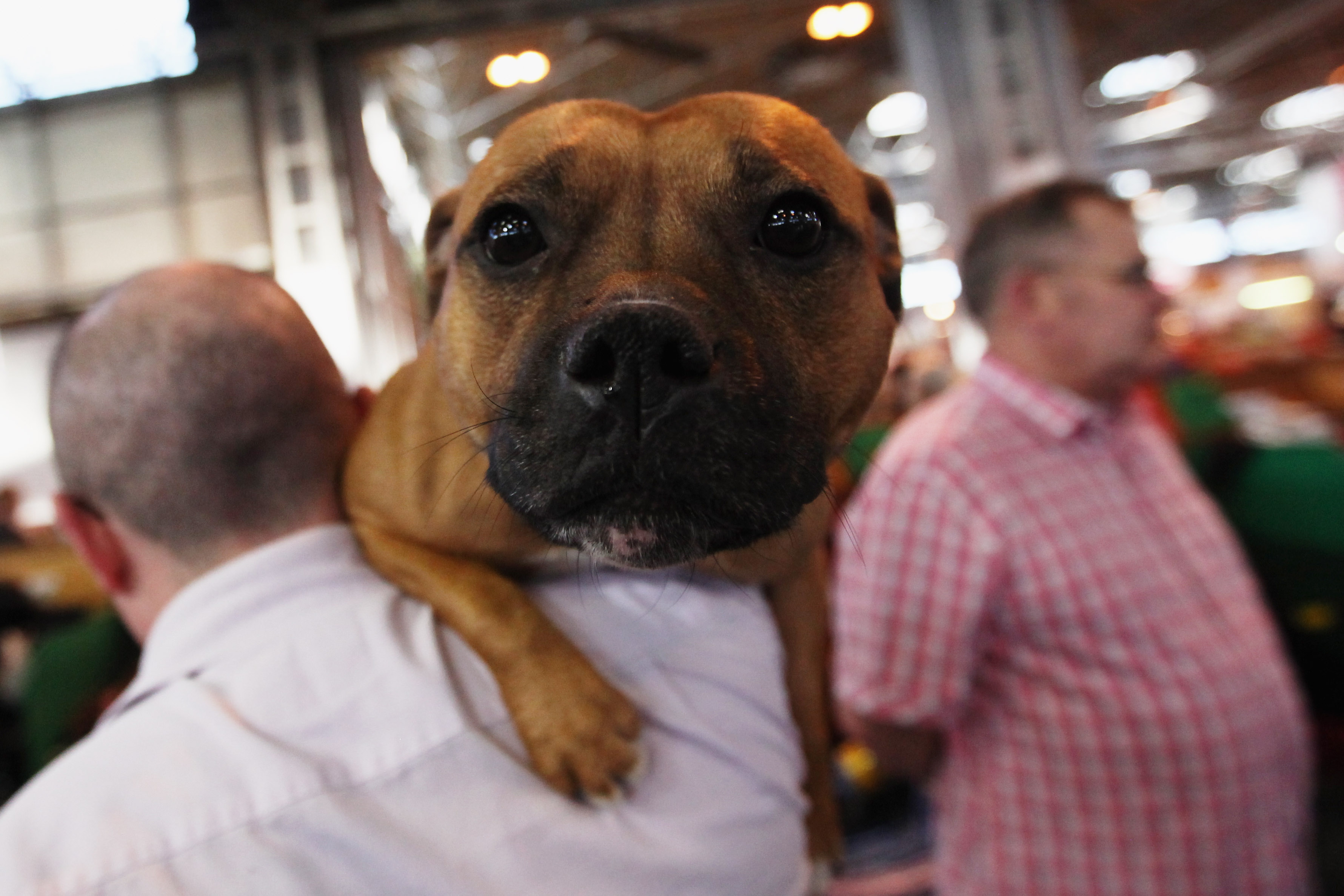 Michael Daniel 'eats the family dog' after smoking synthetic pot - The ...