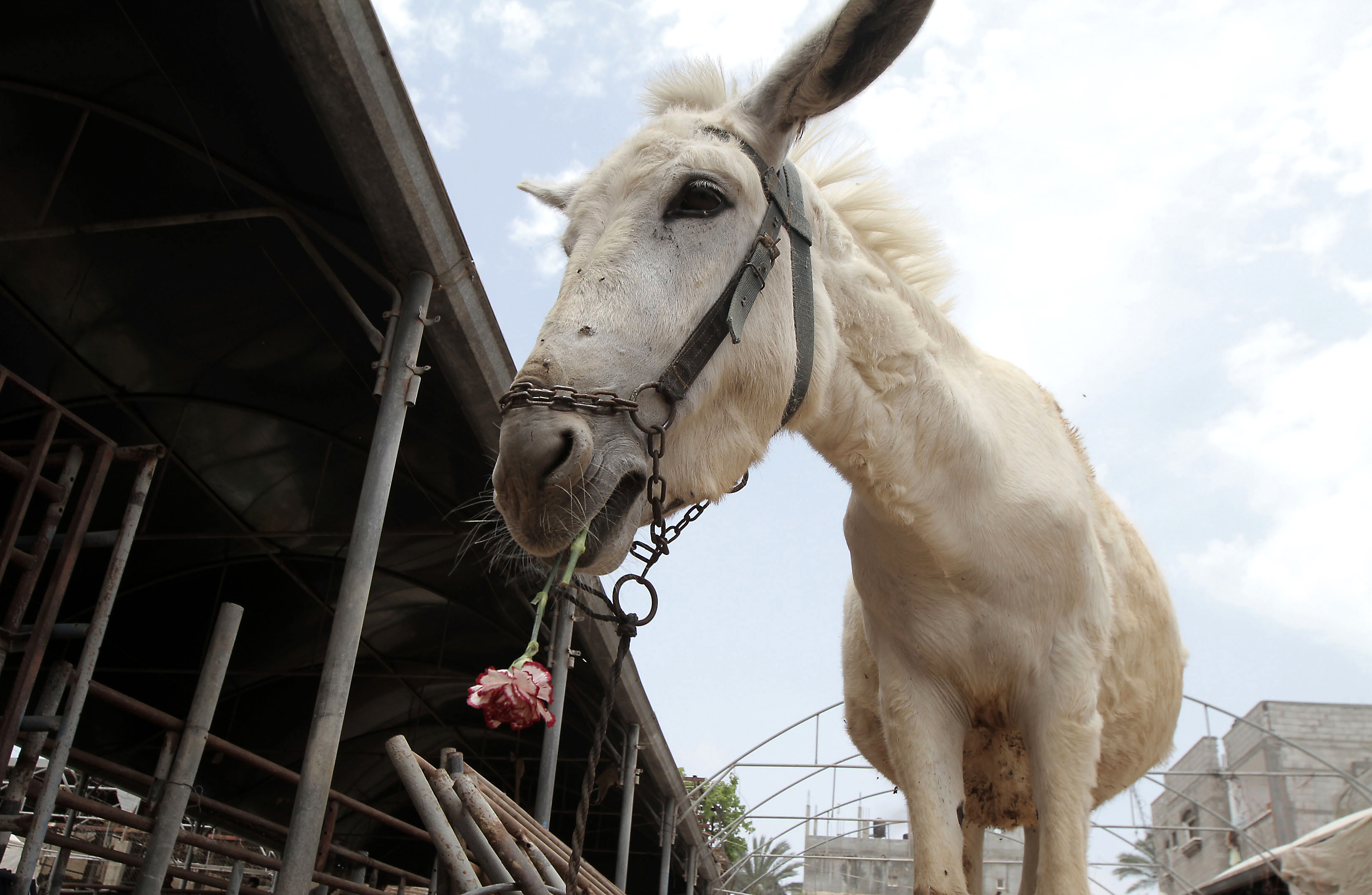 South Texas mayor killed in apparent donkey attack - The World from PRX