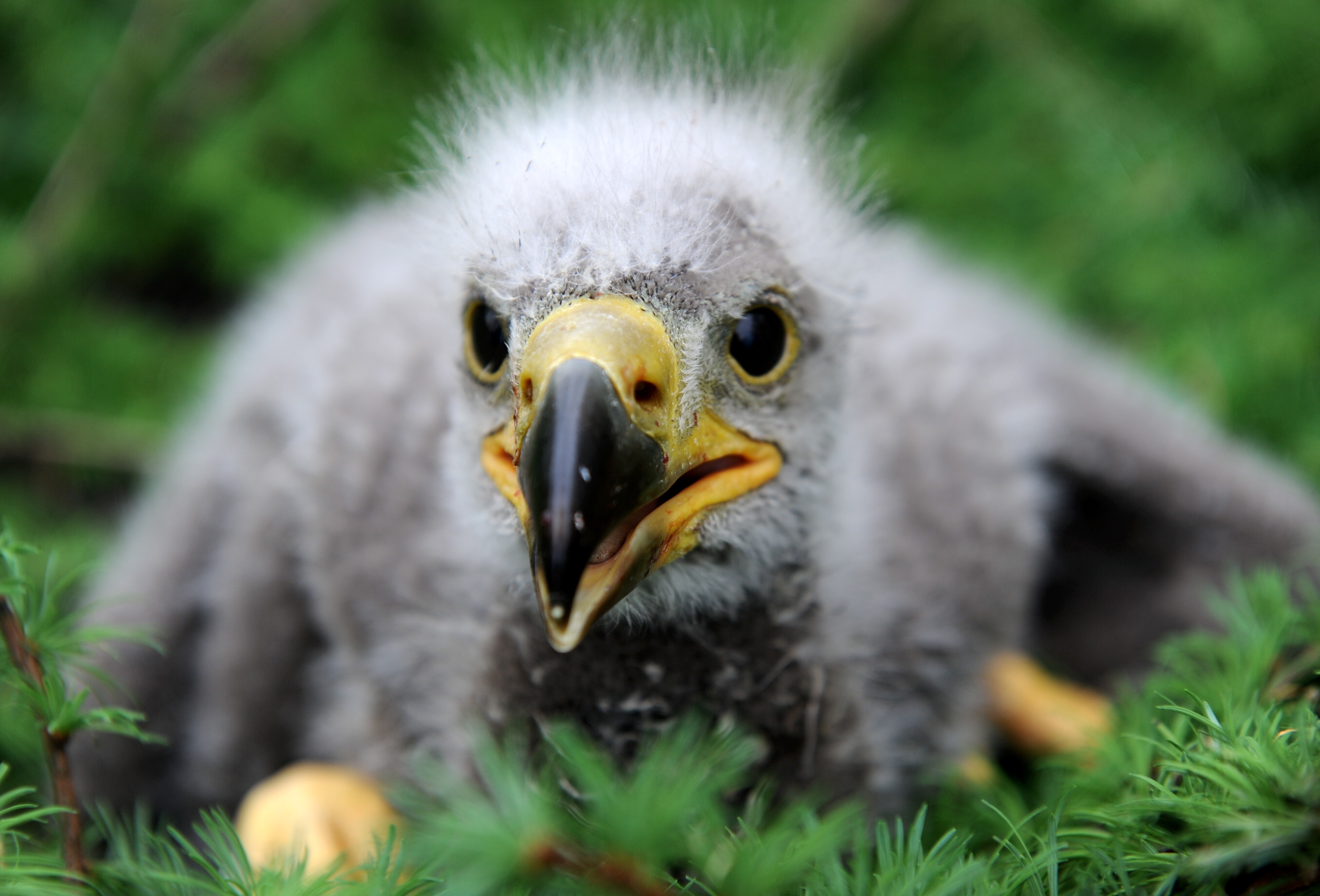 Eagle snatching baby video is a hoax (VIDEO) - The World from PRX