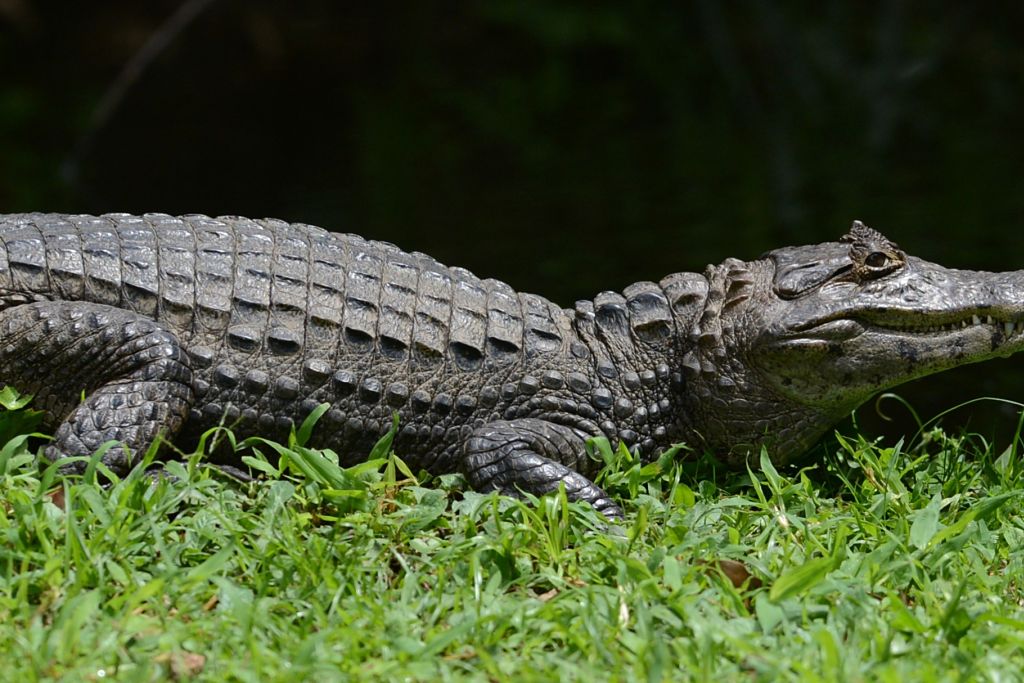 Alligator bites off the arm of a Florida teenager - The World from PRX