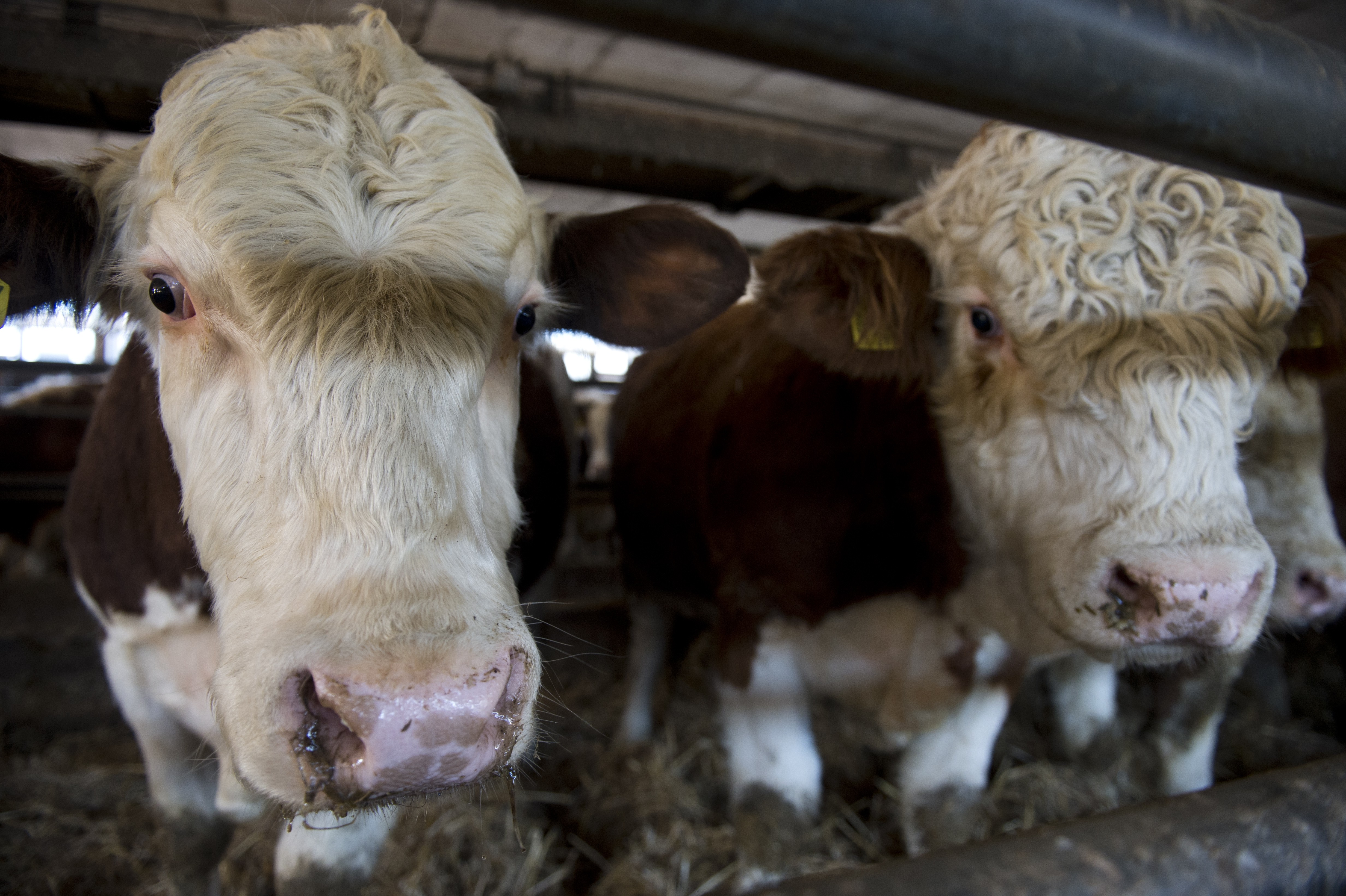 Cow emissions may be reduced by new submarine device (VIDEO) - The ...
