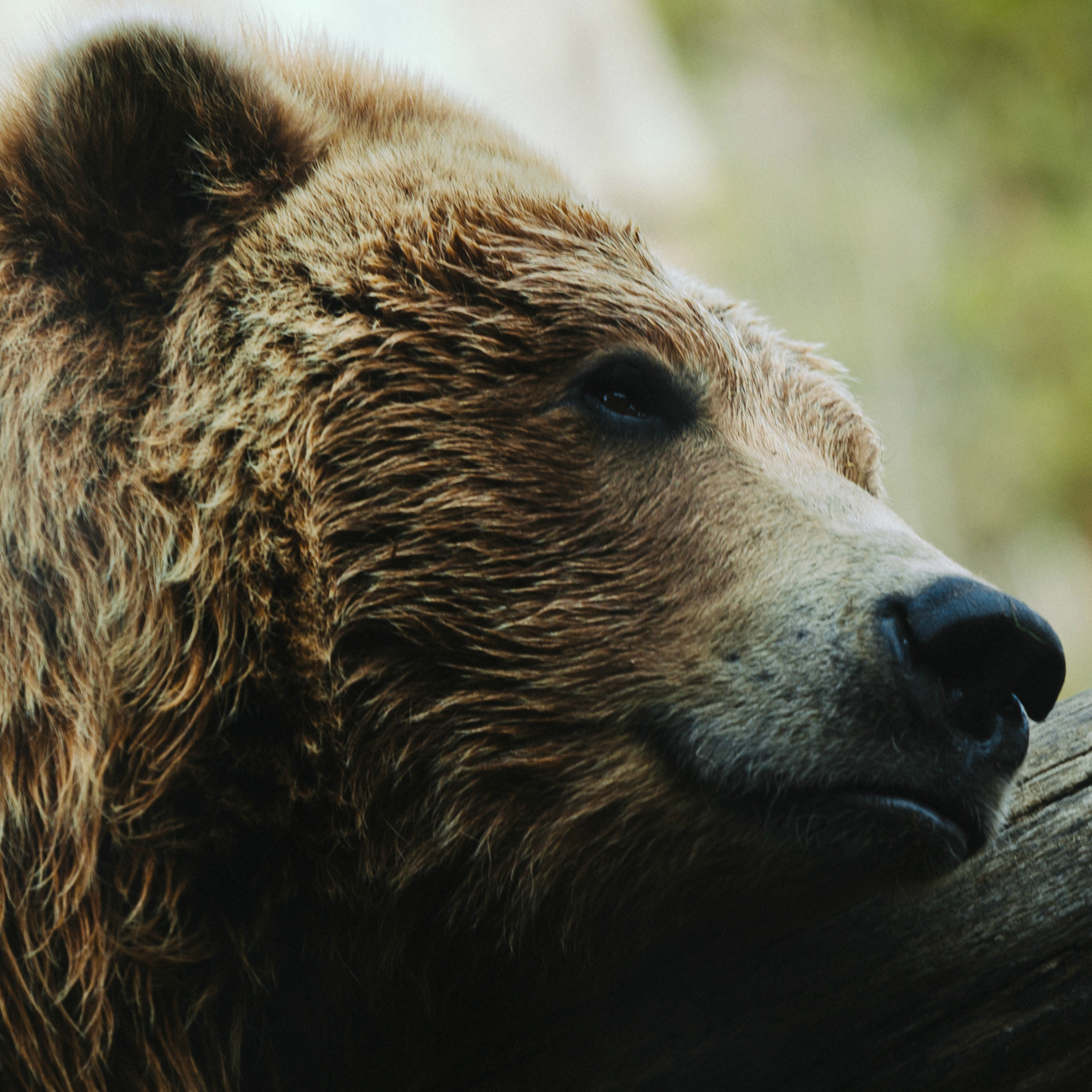 Ingenuity of Animals in Winter - The World from PRX