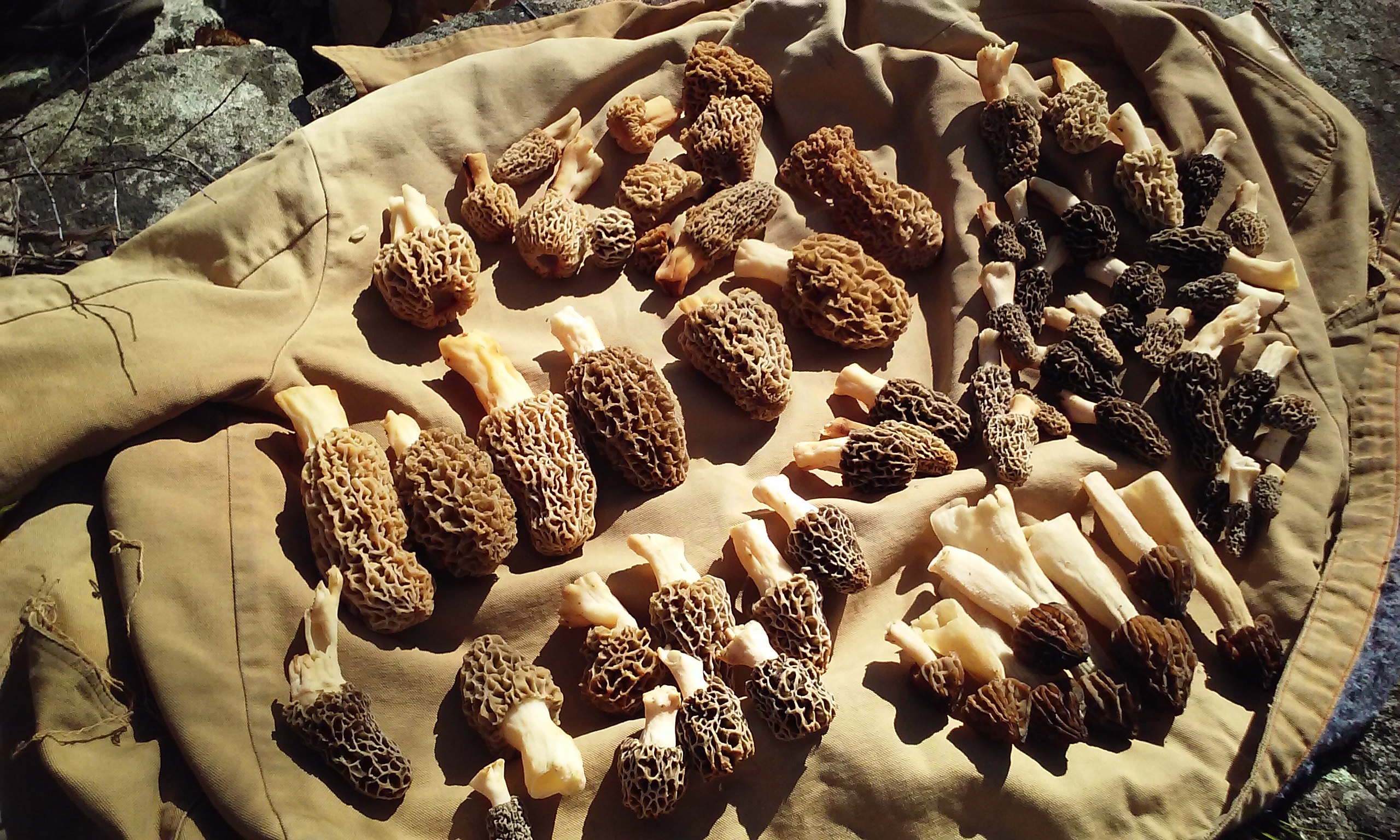 Want to try mushroom hunting? Here are a few tips from a pro. - The ...