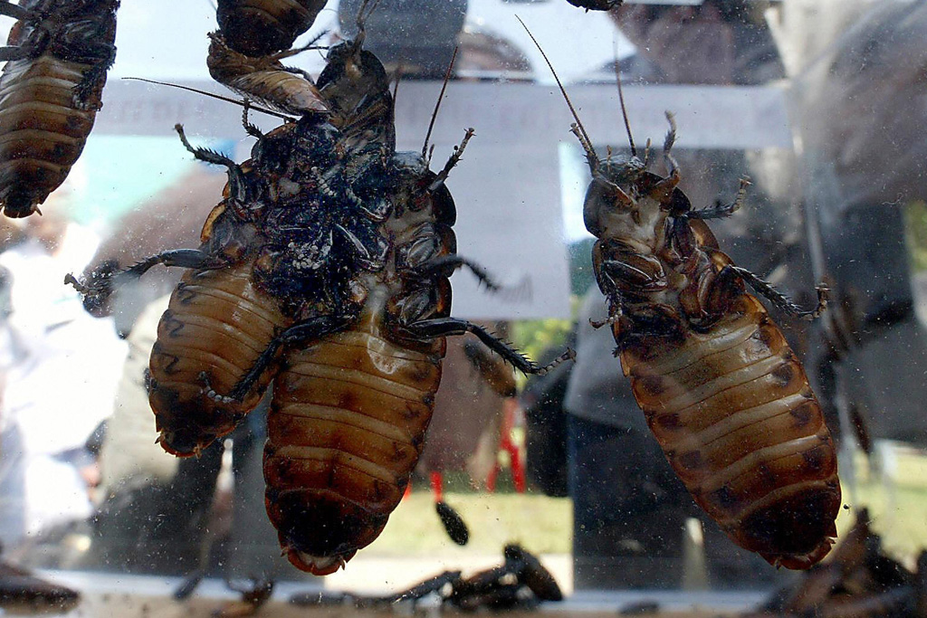 Innovation or nightmare? Here come the cyborg-bugs - The World from PRX