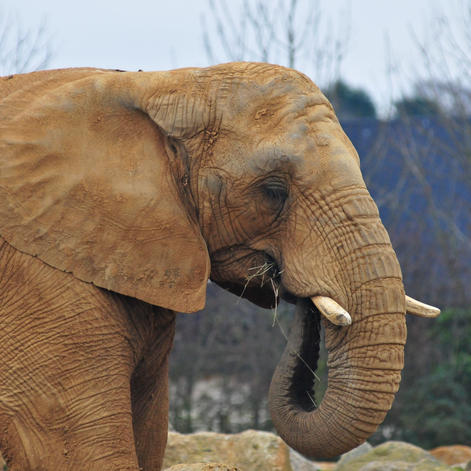 Inside the minds of zoo animals - The World from PRX