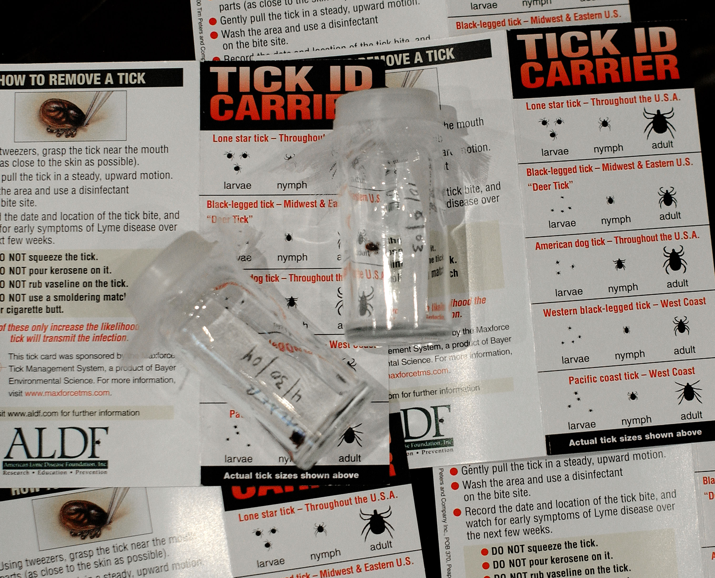 Lyme disease cases up after mild winter brings explosion in ticks - The ...