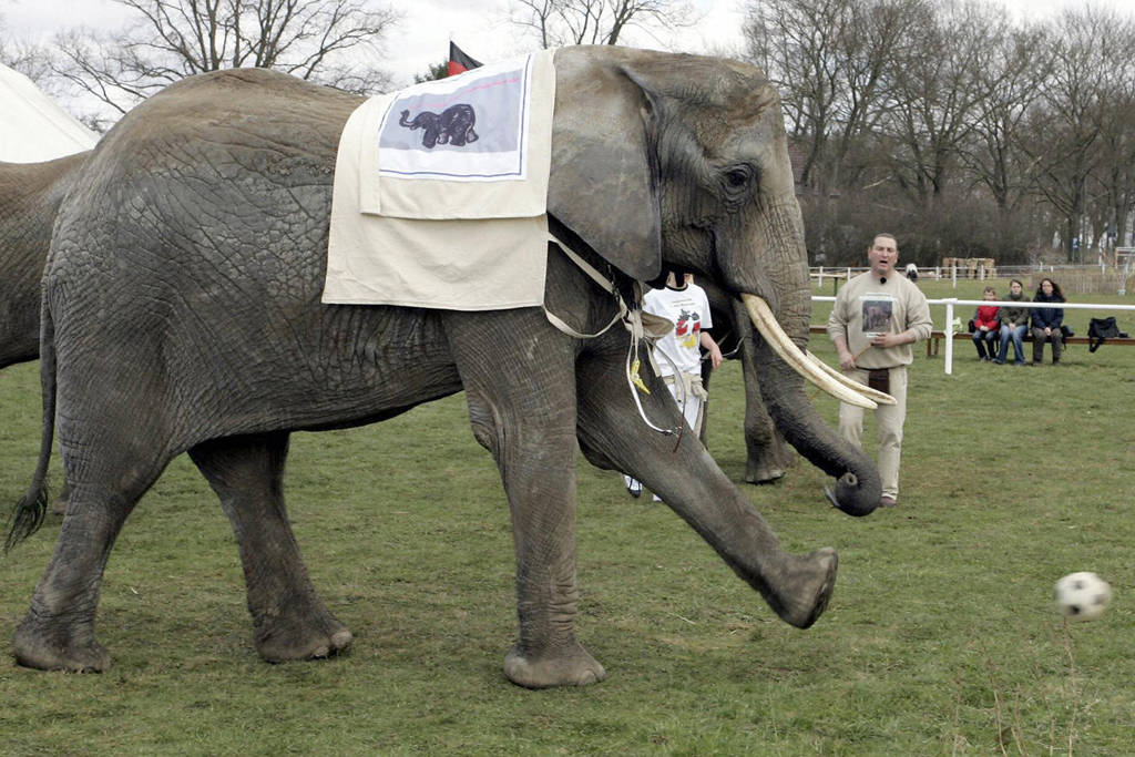 Elephant, Psychic Pig to predict Euro 2012 games - The World from PRX