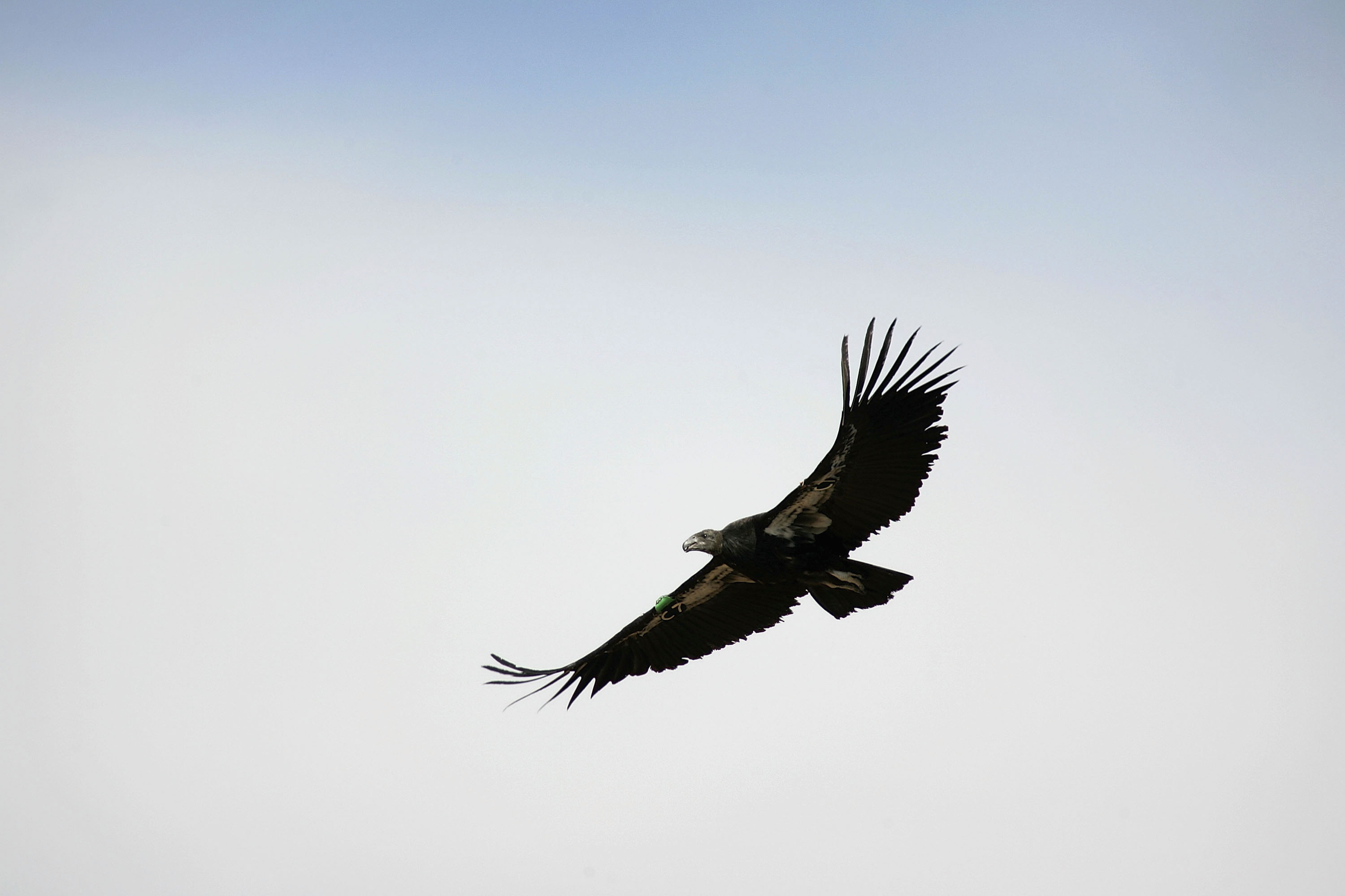 Giant prehistoric flying insects likely eradicated by first birds - The ...