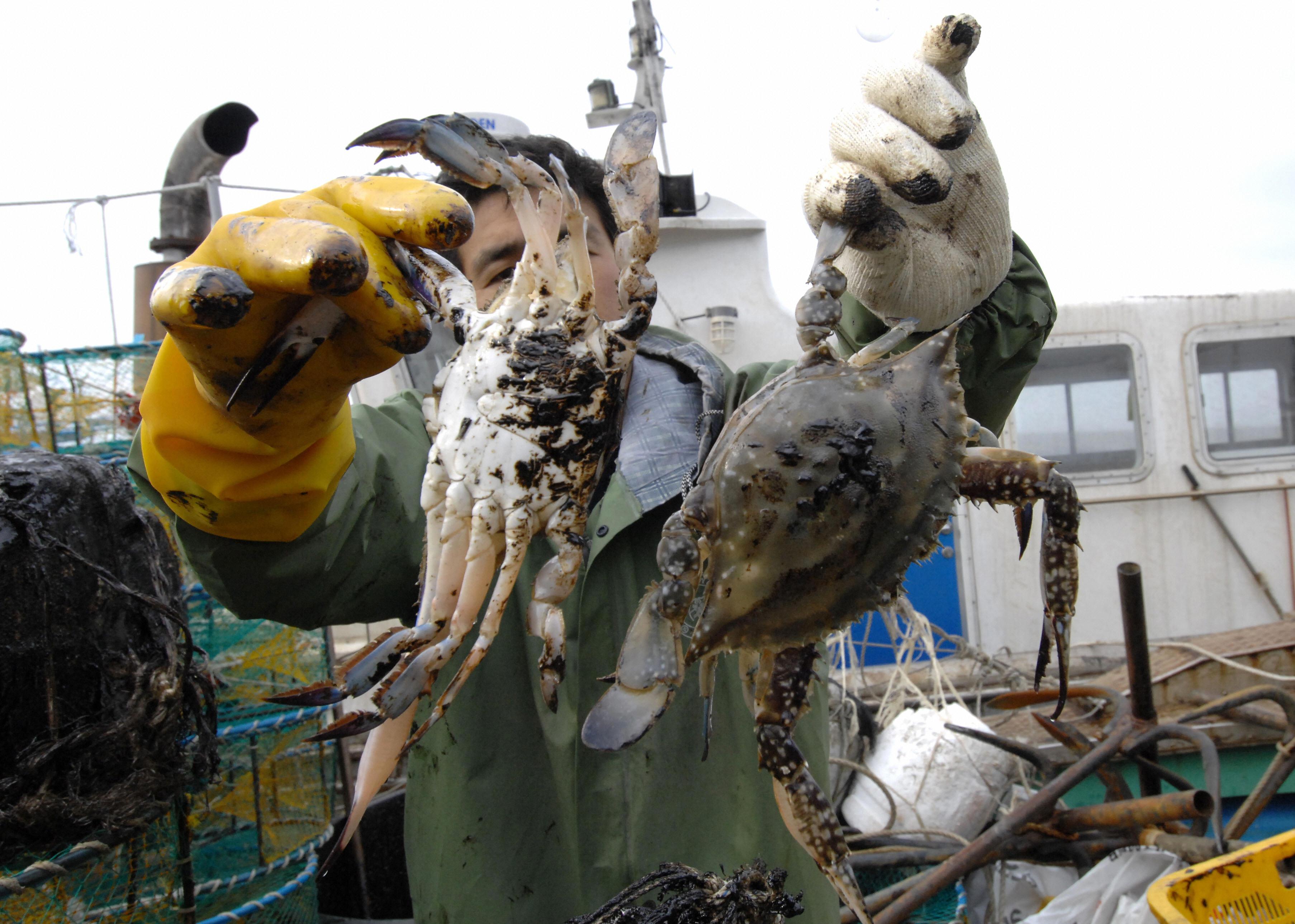 FDA bans Korean shellfish over contamination worries - The World from PRX