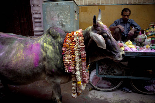 India: 7 years in jail for eating beef - The World from PRX
