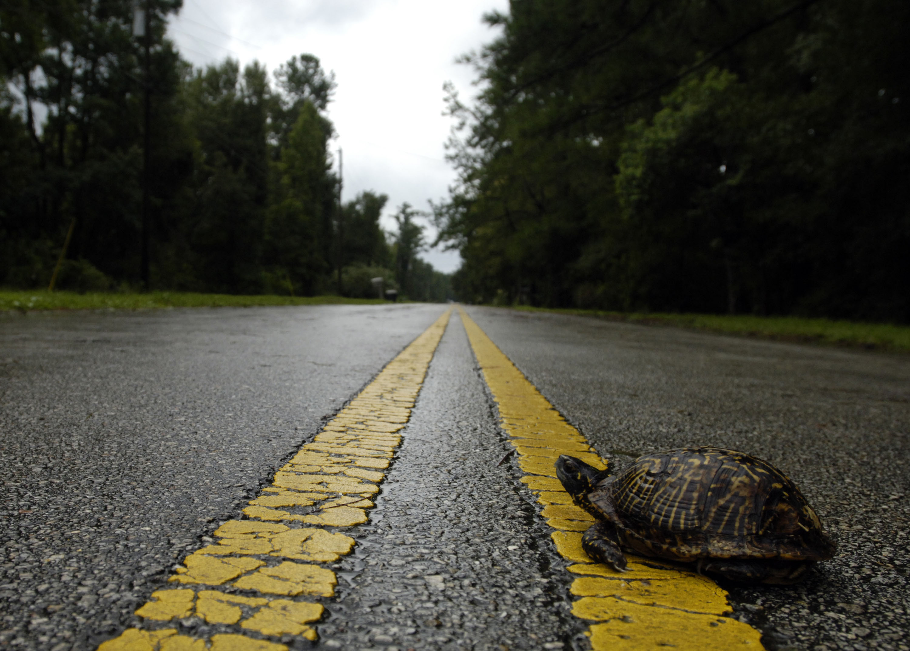 Turtles targeted by humans while crawling across roads (VIDEO) - The ...