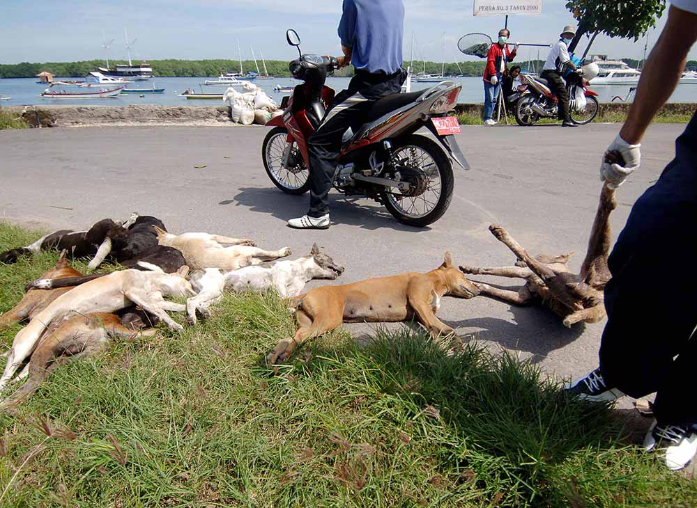 British woman with rabies dies at London hospital - The World from PRX