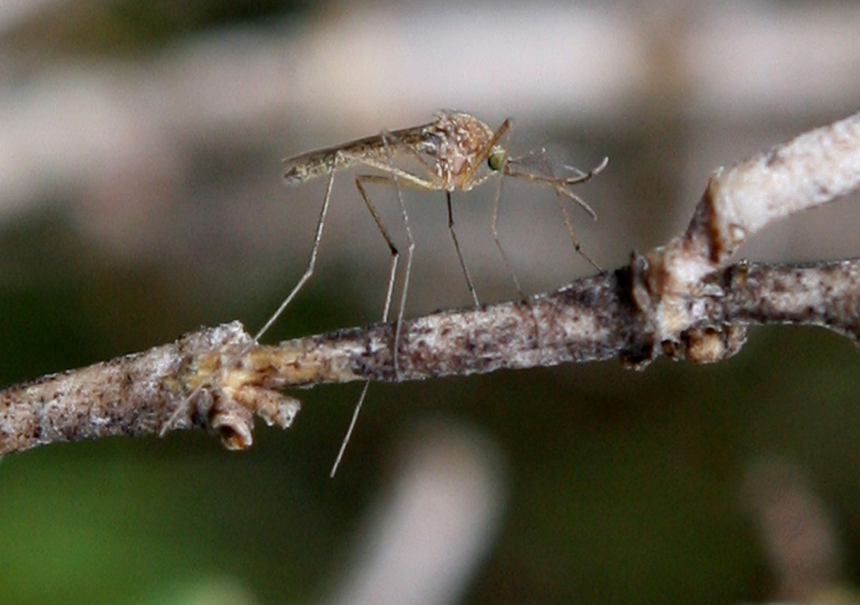 Mosquitoes are impervious to falling raindrops, says study - The World ...