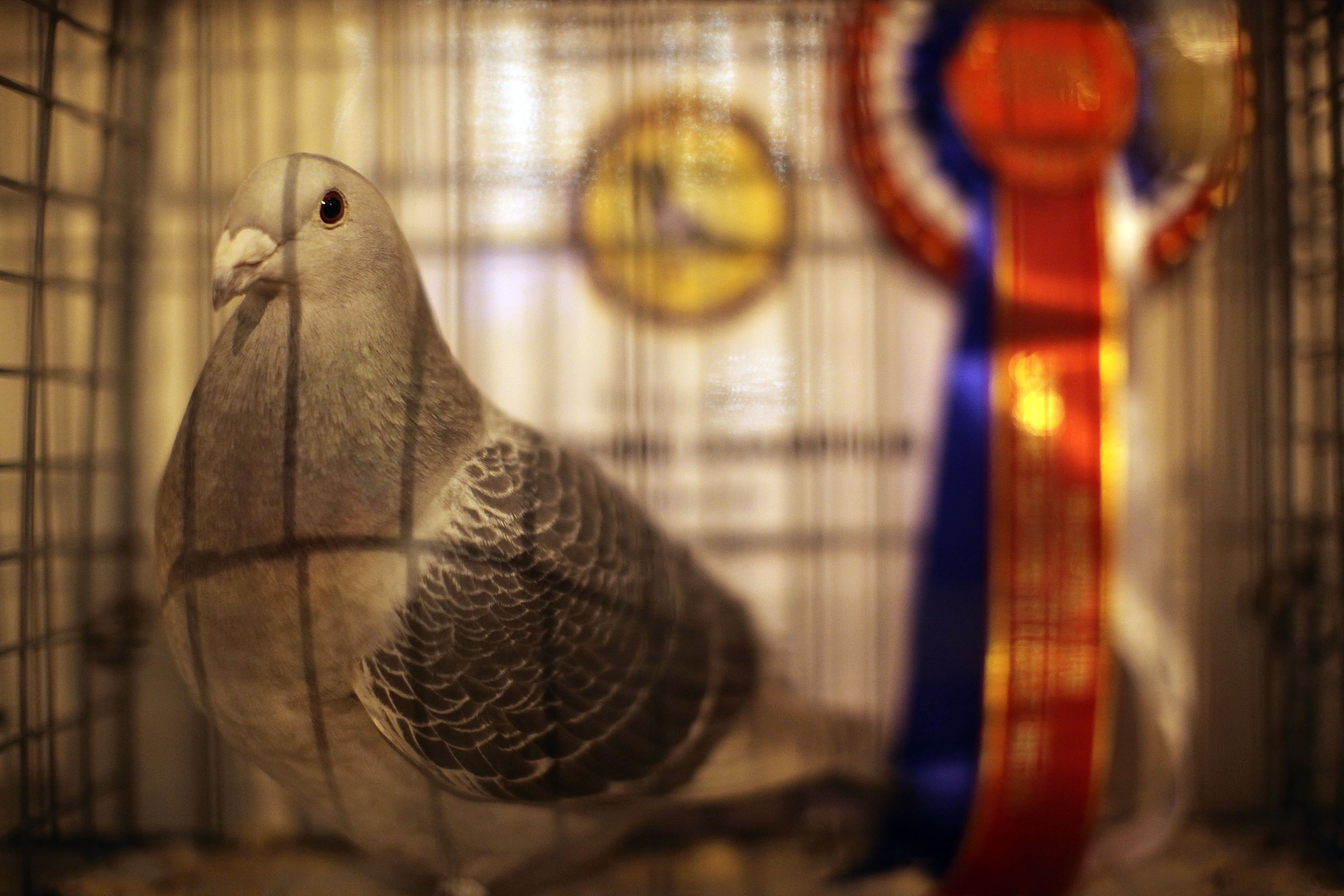 Bird hoarder charged after police discover 478 birds in a home - The ...