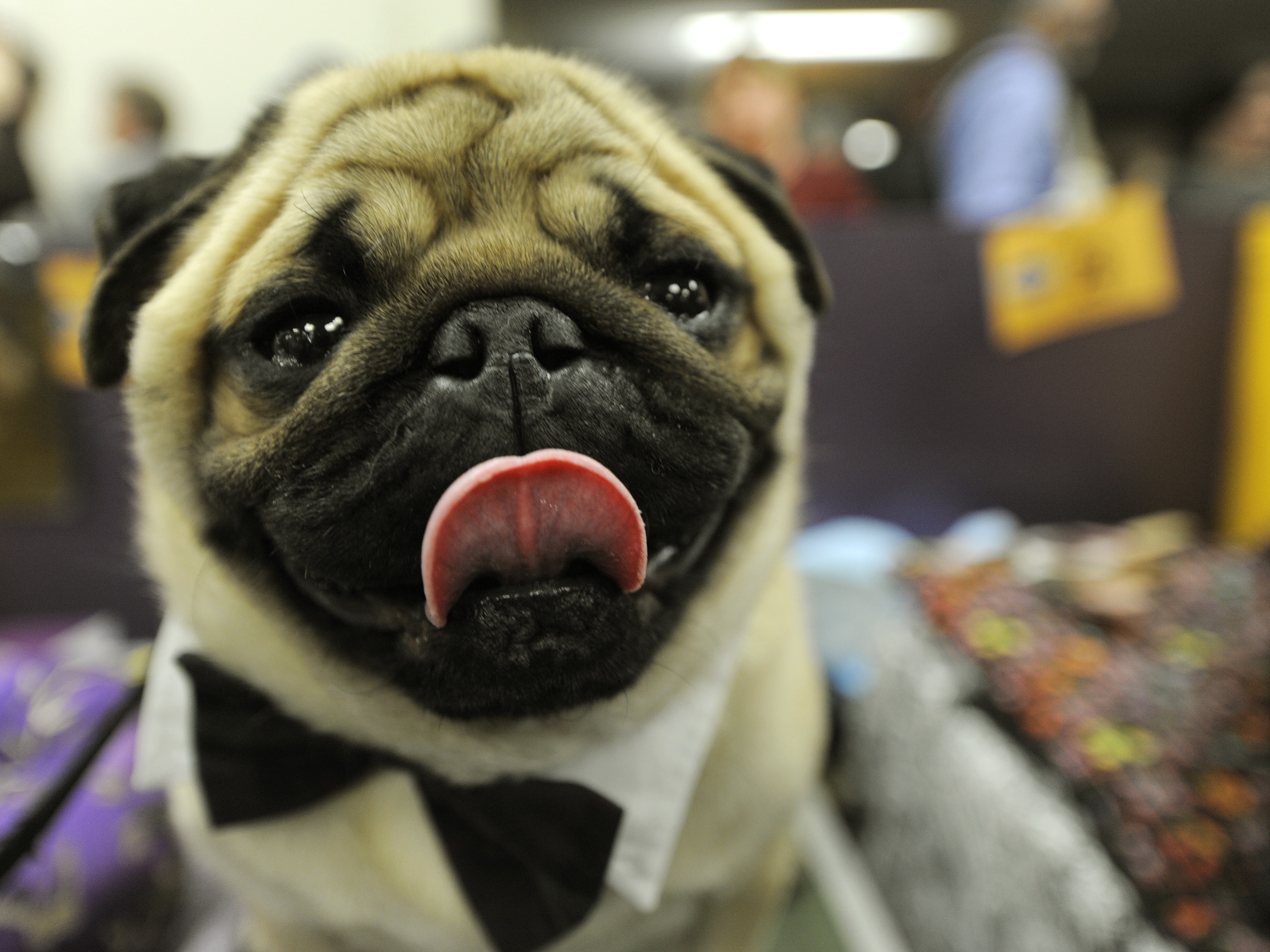DogTV cable channel provides soothing sounds and images for your pooch ...