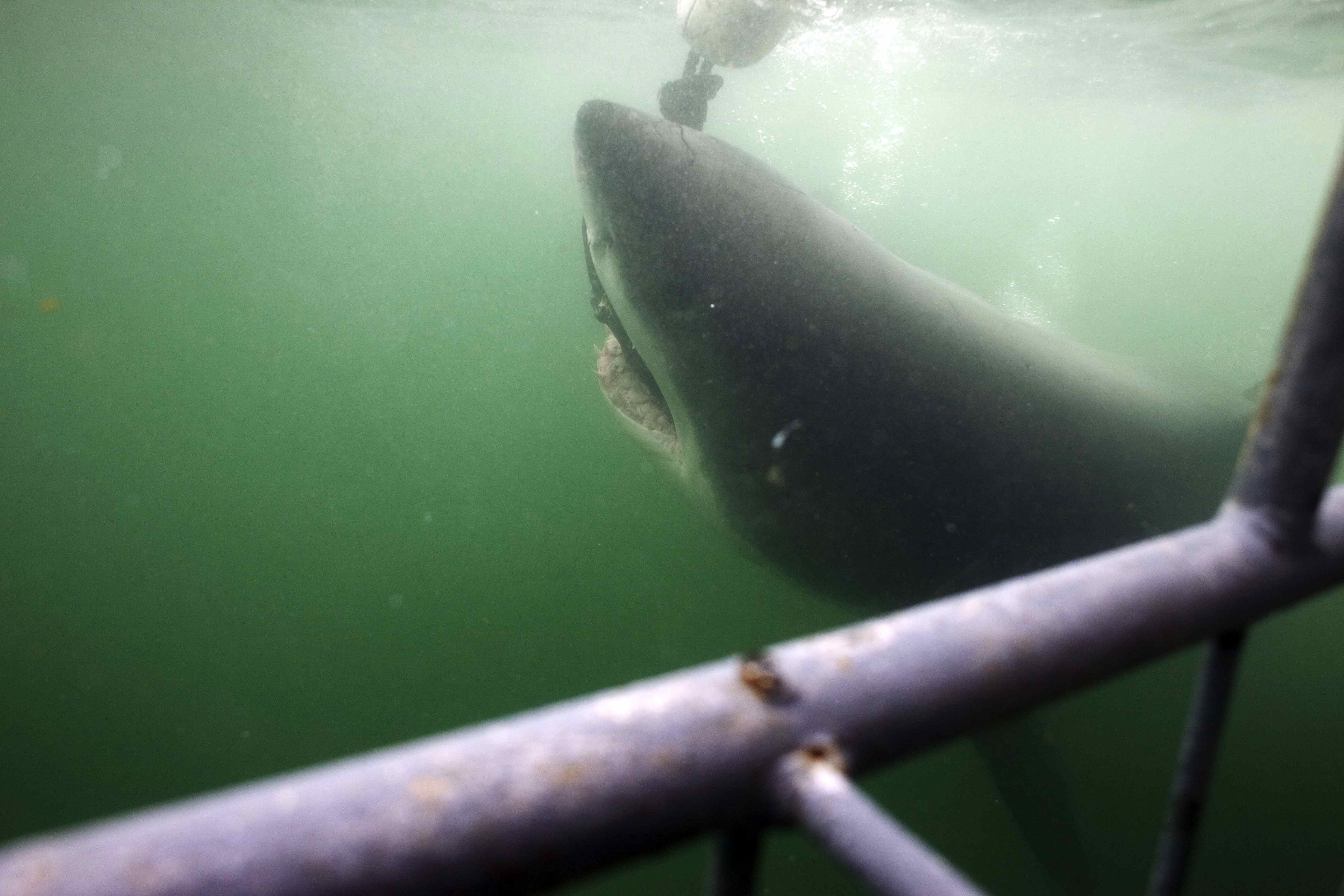 Shark rips bodyboarder in half off West Australia beach - The World ...