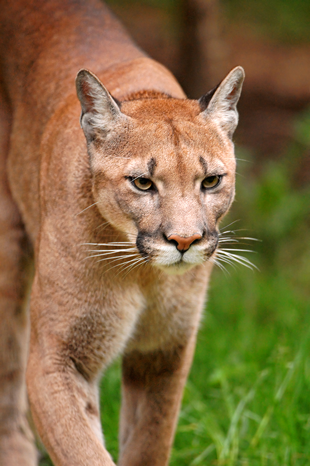 The incredible journey of one 3-year-old mountain lion - The World from PRX