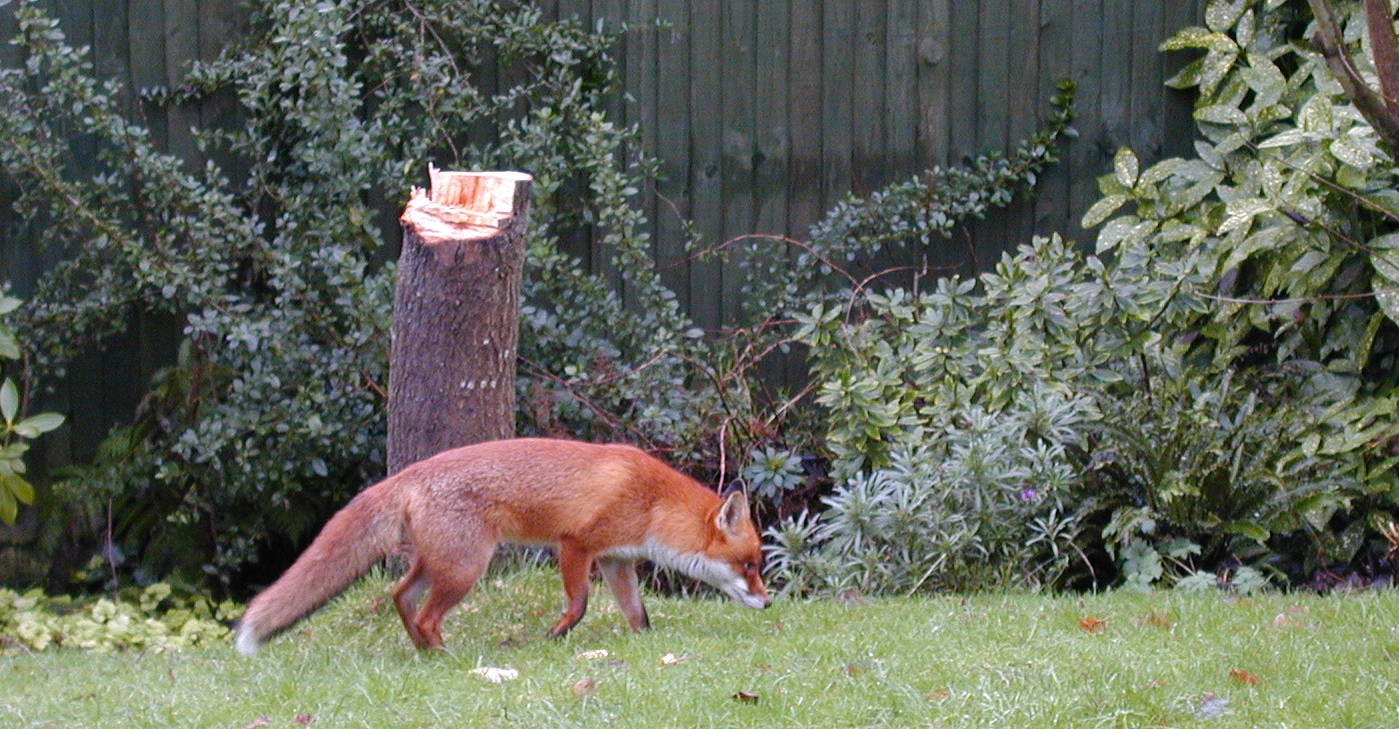 How do you outfox a fox? - The World from PRX