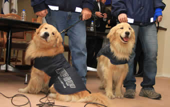 Argentina deploys dogs to sniff out cash - The World from PRX