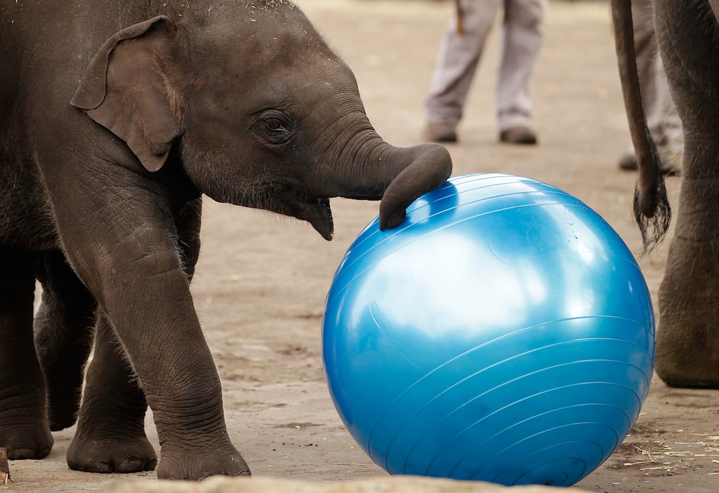 Zookeeper crushed by elephant critical but stable - The World from PRX