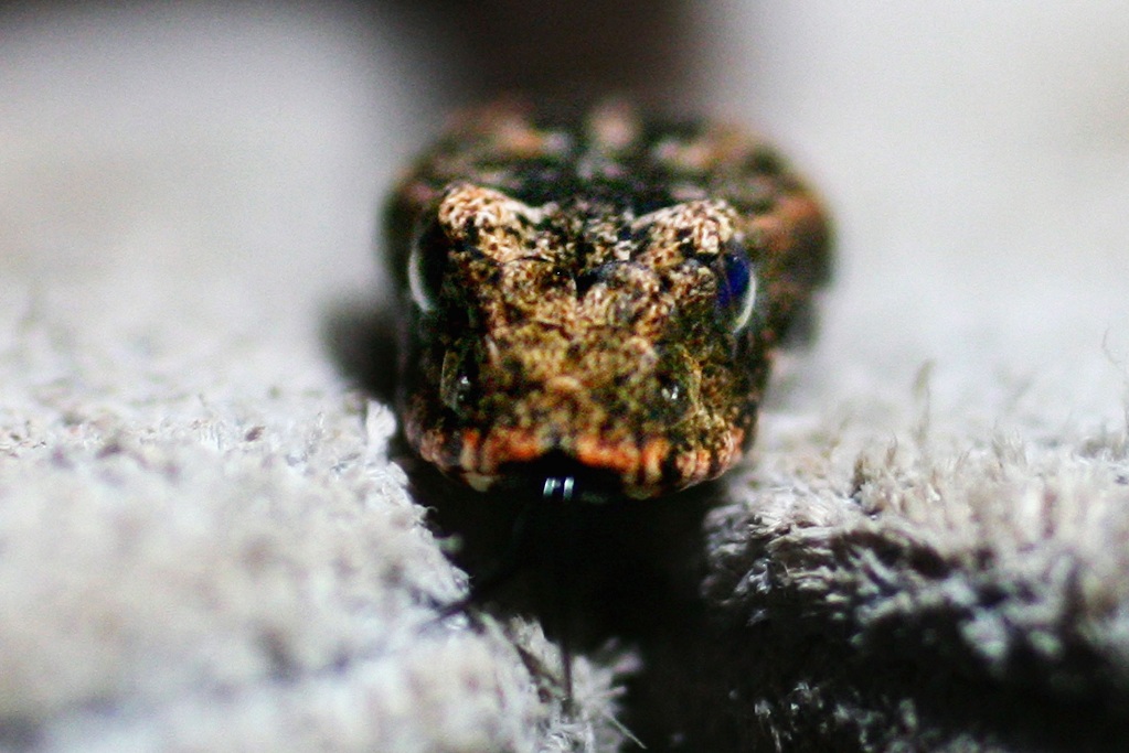 Australian pilot performs emergency landing after finding snake in ...