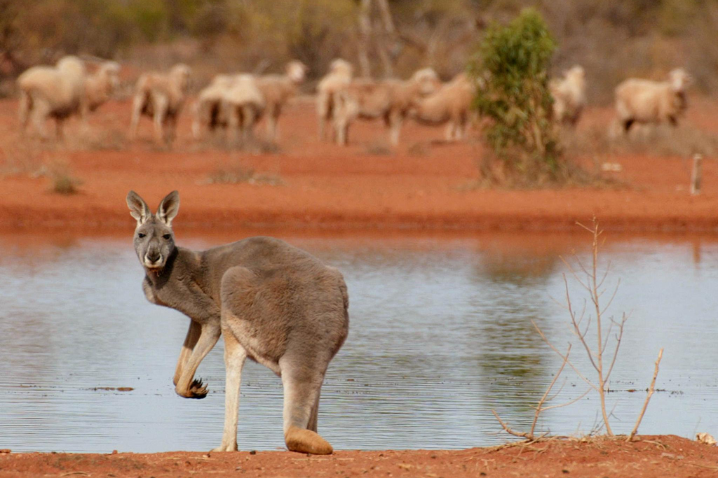 Would you eat this animal? - The World from PRX