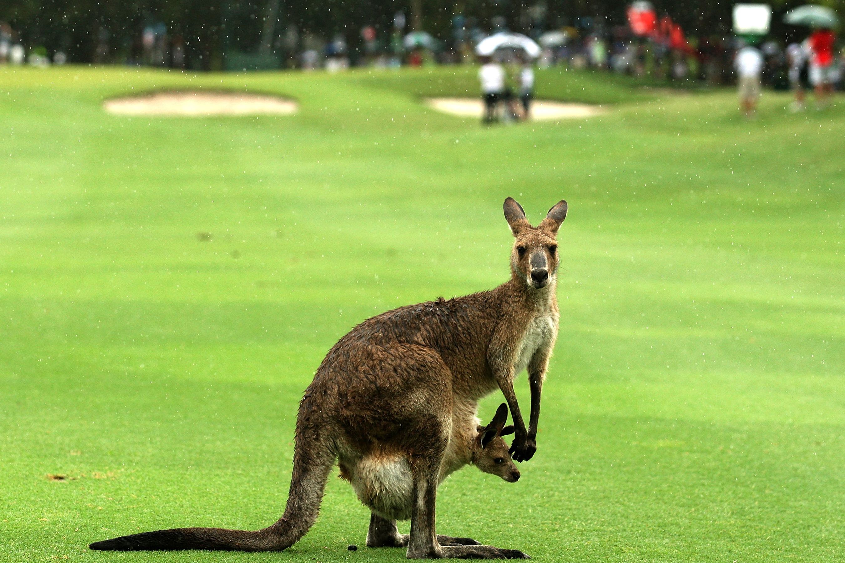 "Gas-less" roo holds clues to cutting greenhouse emissions - The World ...