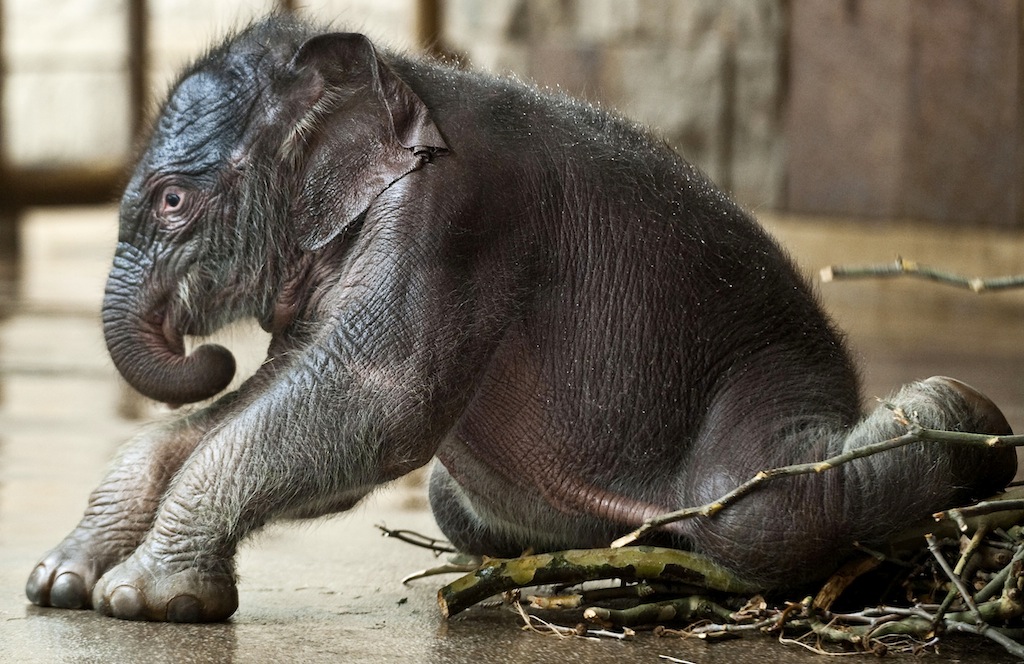 Anchali: Baby elephant born in Berlin Zoo (VIDEO) - The World from PRX