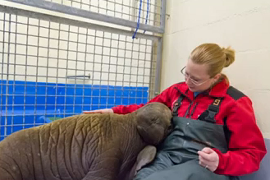 Orphaned baby walruses find new homes in Indianapolis, New York (VIDEO ...