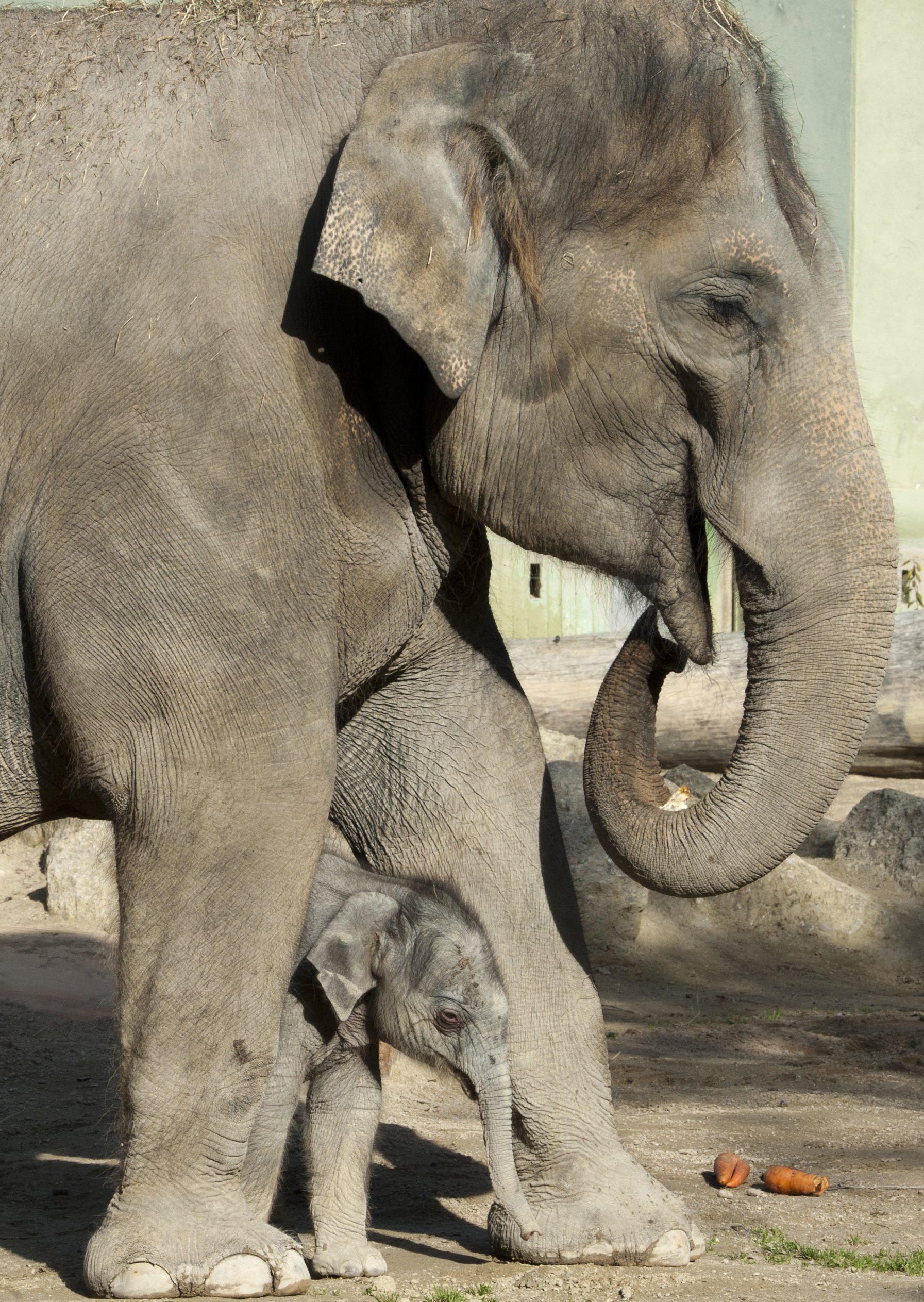 Elephant fitted with contact lens in Amsterdam (VIDEO) - The World from PRX
