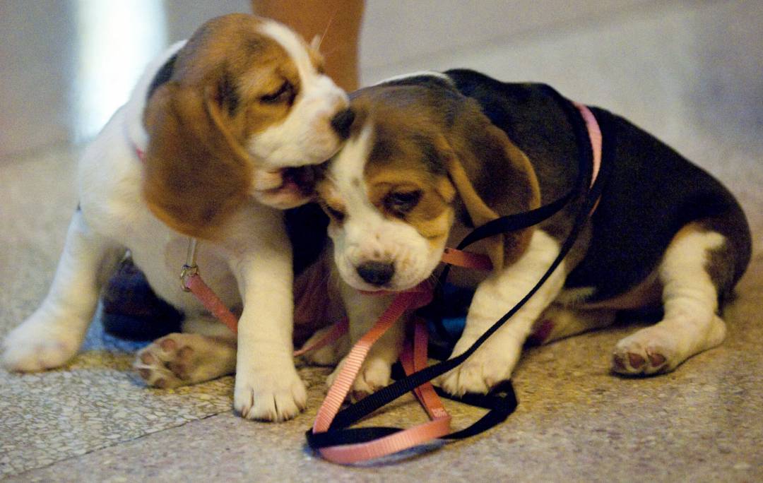 Dead dog offered credit card - The World from PRX