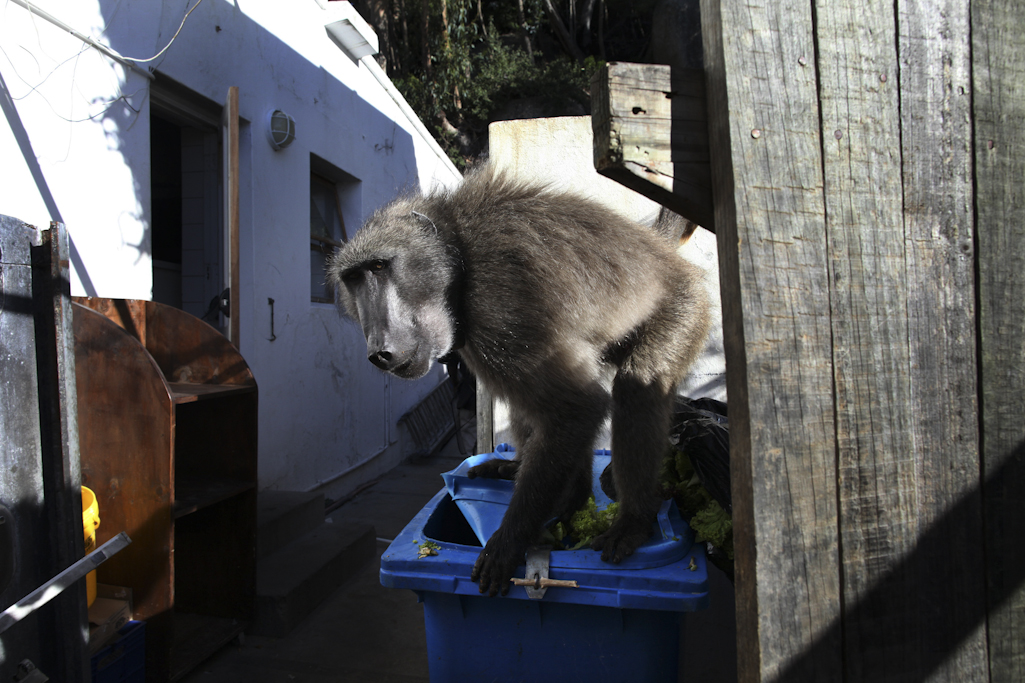 National Geographic's 'Big Baboon House' TV series blasted as ...