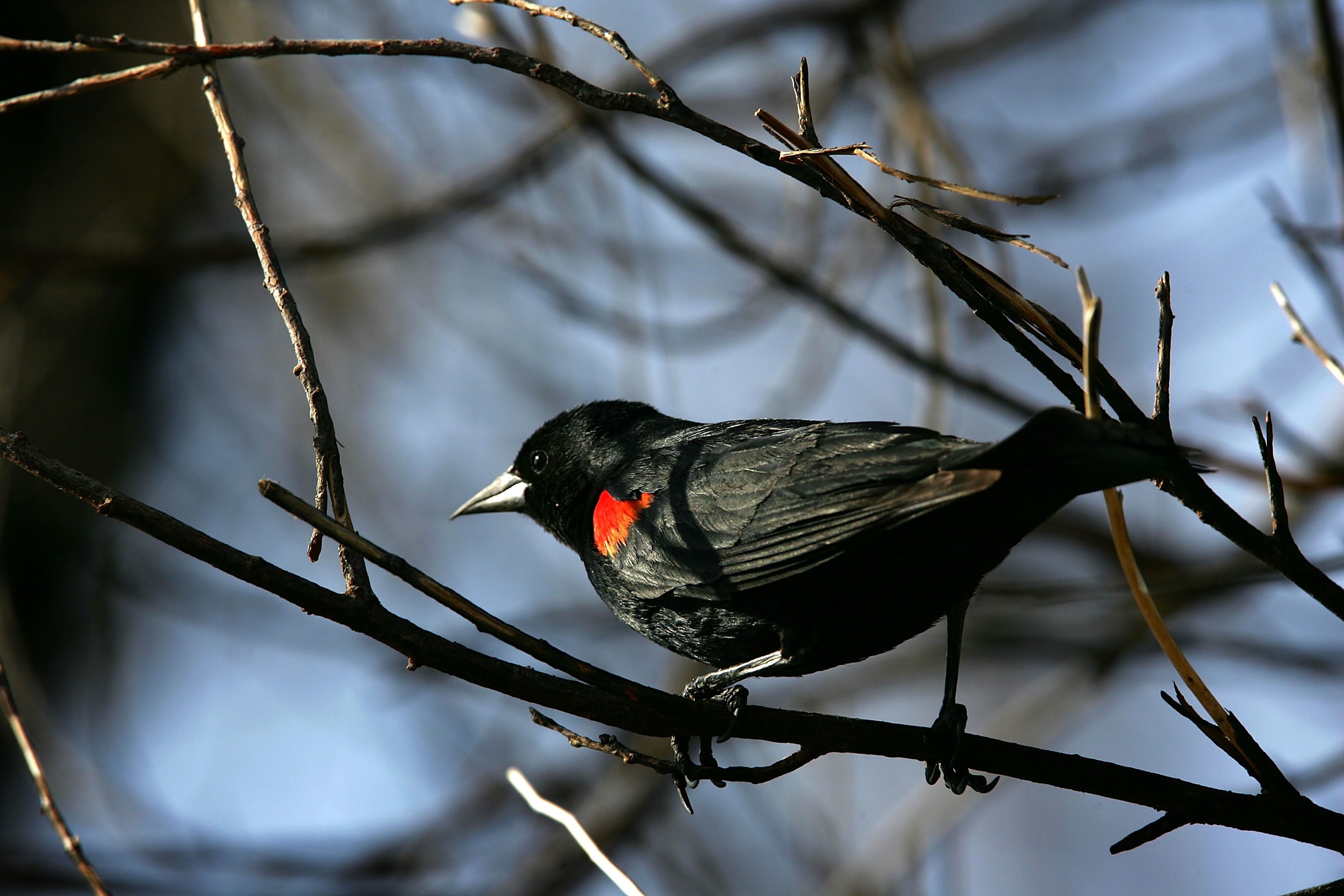 Blackbird deaths in Beebe, Ark., becoming New Year’s Eve tradition - The World from PRX