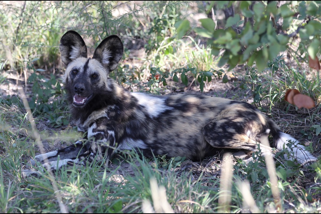 Boy, Maddox Derkosh, mauled by wild dogs at Pittsburgh Zoo "didn't have ...