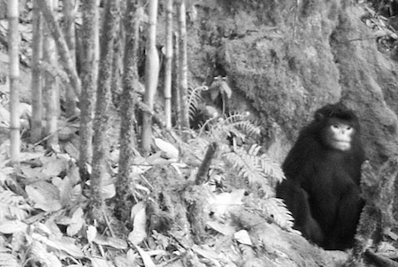 Burmese monkey: assumed extinct, caught on film - The World from PRX