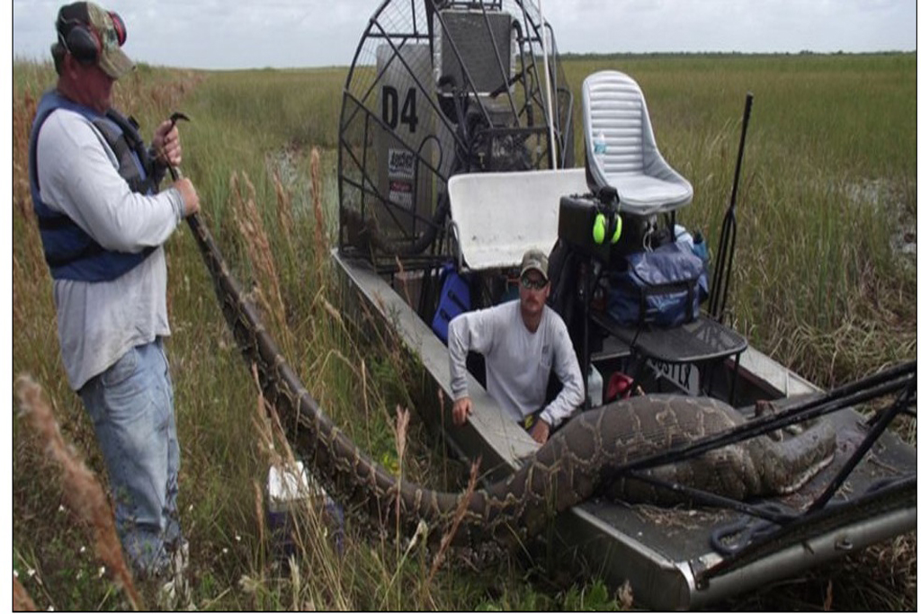 16-foot python captured and killed in Florida - The World from PRX