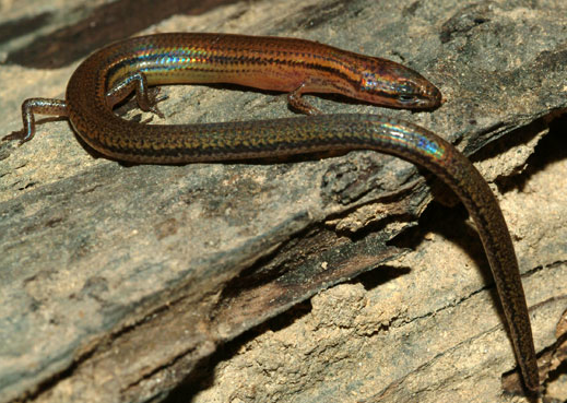 Cambodia's newest species discovery: a stumpy-legged rainbow lizard ...