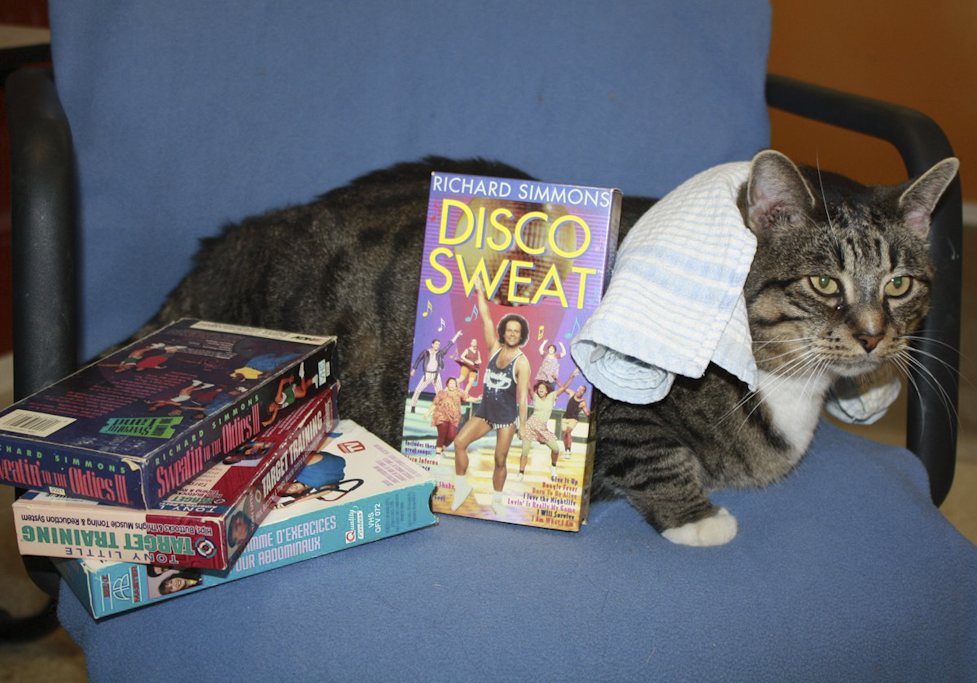 Fat cat from Canada finds Facebook fame (VIDEO) - The World from PRX