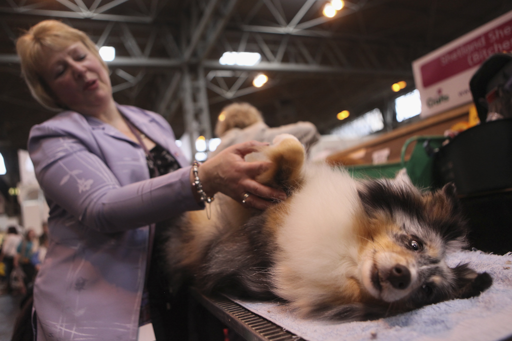 Canada: starving dogs "ate dead owners" - The World from PRX