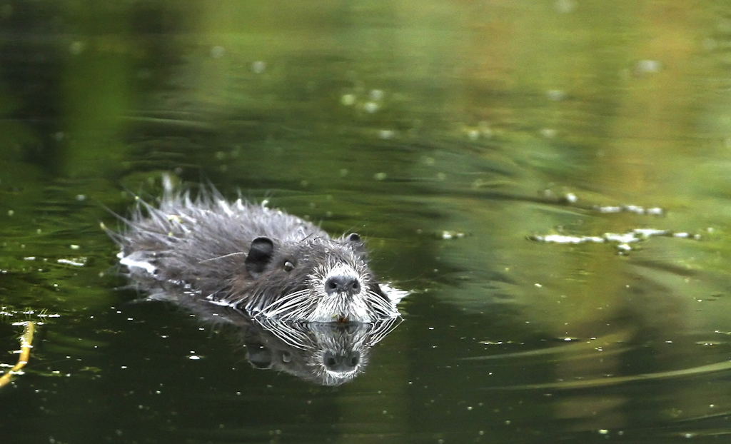 Beaver attack puts man in hospital - The World from PRX