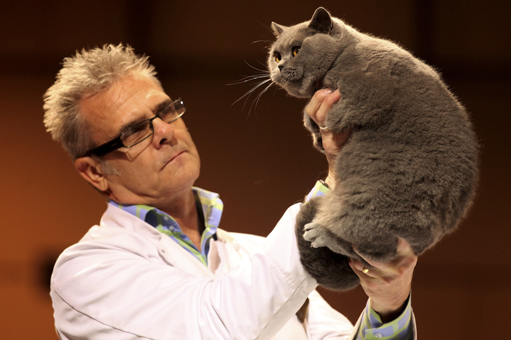 Holly the cat makes 200-mile trek to owner's home - The World from PRX