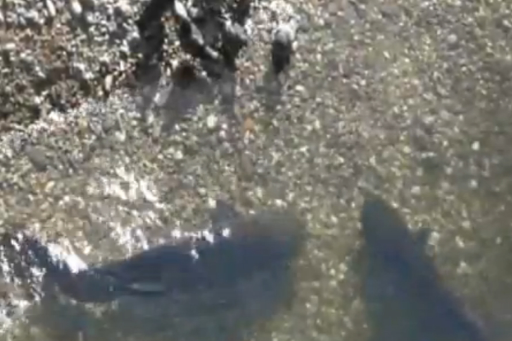 Catfish hunt unsuspecting birds on land (VIDEO) - The World from PRX